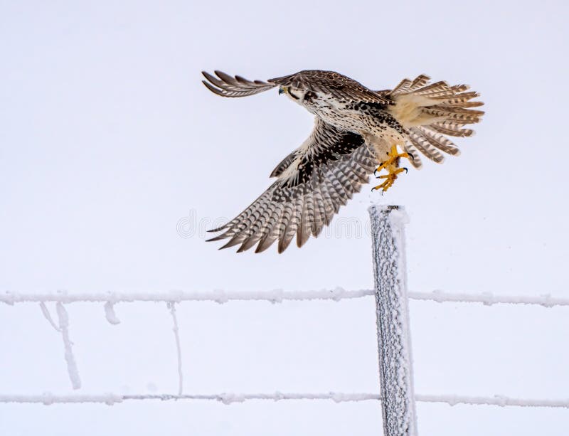 Peregrine Falcon in Flight stock image. Image of flight - 269773299