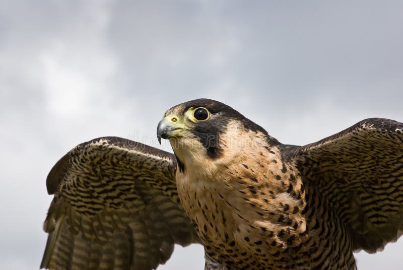 Peregrine Falcon flying stock image. Image of flying, prey - 8117109