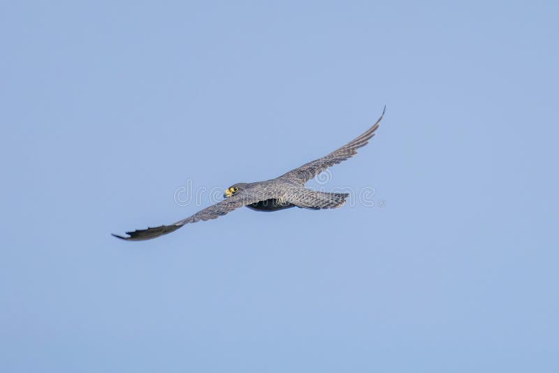 Peregrine Falcon in Flying on the Blue Sky Background. Stock Image ...