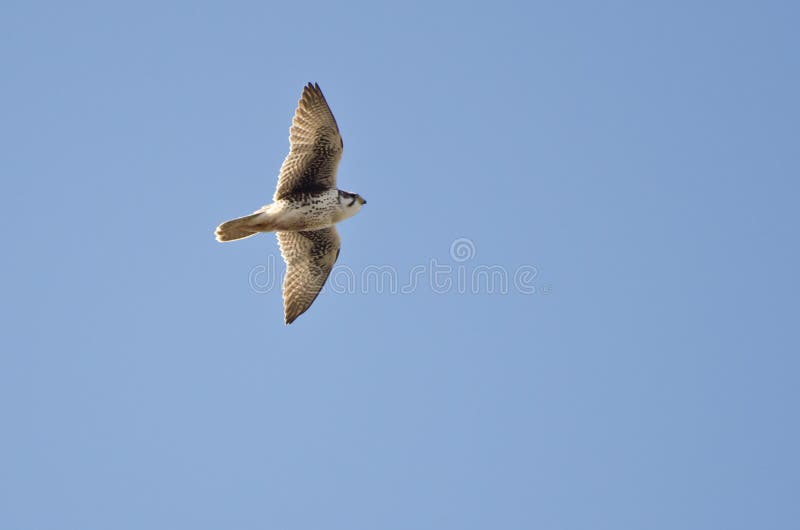 Prairie Falcon Flying in a Blue Sky Stock Image - Image of flying, gray ...
