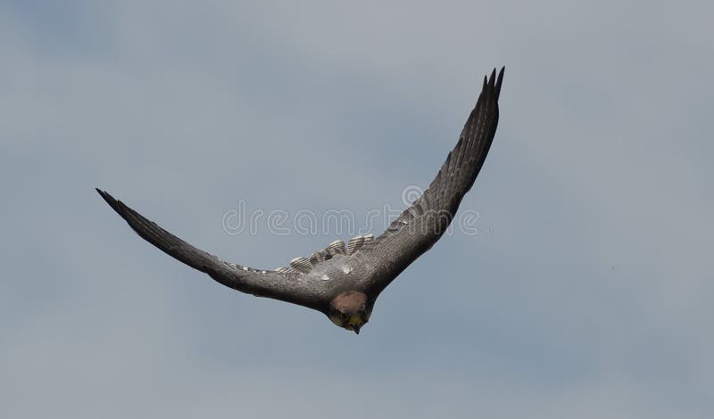Peregrine Falcon Flying Fast Down Stock Image - Image of prey, colorful ...