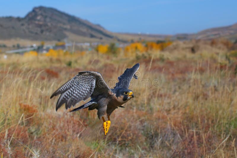 Flying Peregrine Falcon stock photo. Image of predator - 35547058