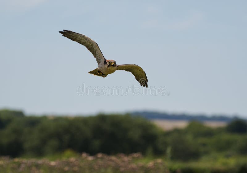 Peregrine Falcon Flying Over Meadow Stock Photo - Image of wildlife ...