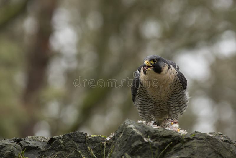 Peregrine Falcon stock image. Image of rock, stone, full - 98742987