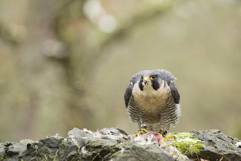 Peregrine Falcon stock image. Image of forest, hawk, look - 98743171