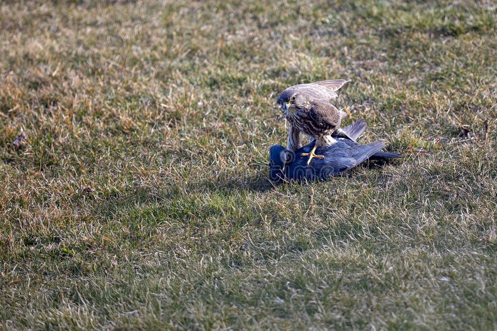Peregrine falcon stock image. Image of prey, grey, plumage - 352919759