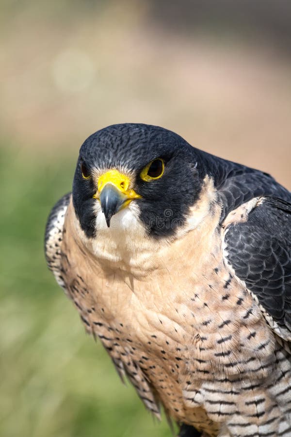 Front View Hawk Head Photos - Free & Royalty-Free Stock Photos from ...