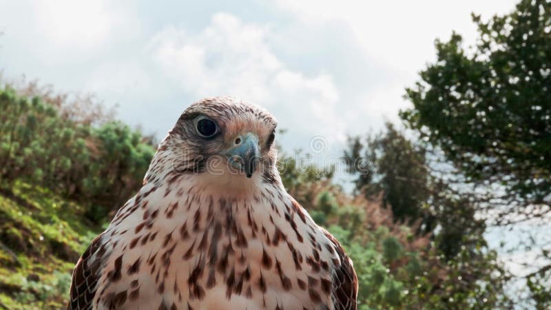 Peregrine Falcon Frontal Close Up Portrait Stock Video - Video of ...