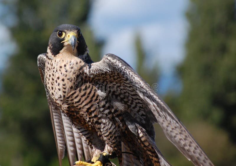 Peregrine Falcon Stock Photo - Image: 47716778