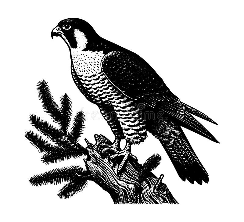Peregrine Falcon Hand Drawn Vector Illustration Graphic Stock Vector ...