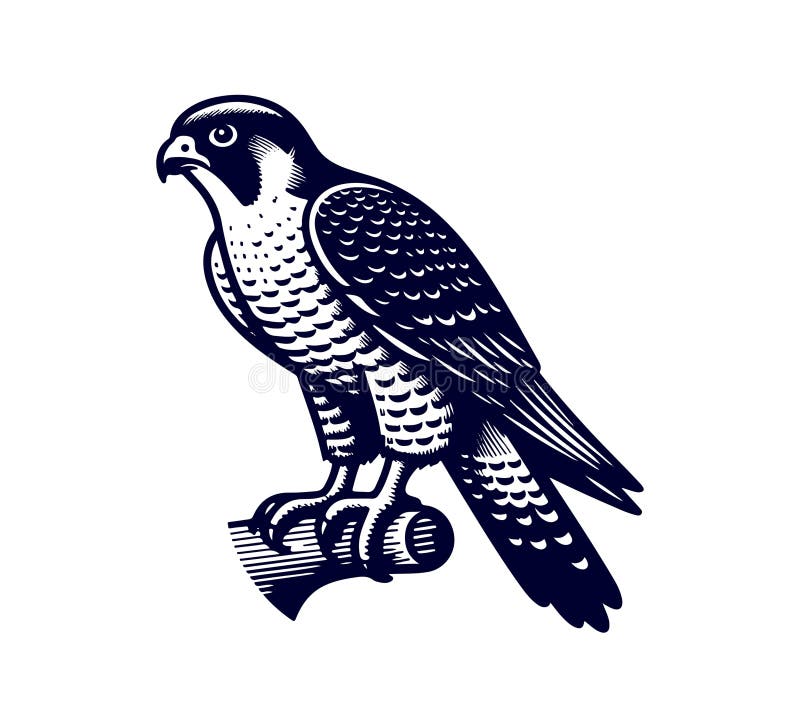 Peregrine Falcon Hand Drawn Vector Illustration Graphic Stock ...
