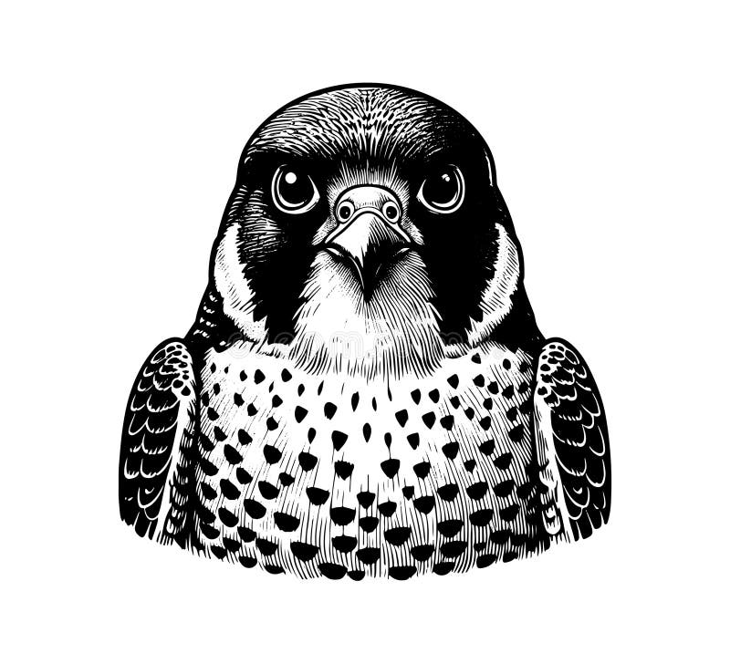 Peregrine Falcon Hand Drawn Vector Illustration Graphic Stock ...
