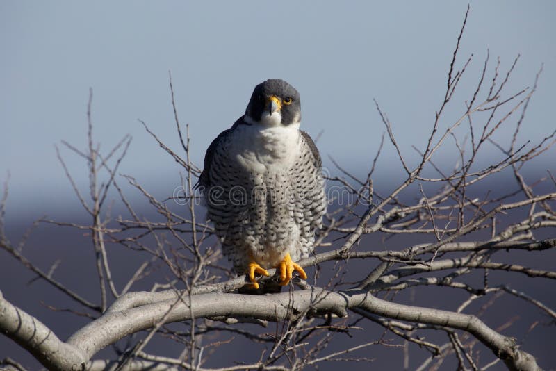 Peregrine Falcon stock photo. Image of pair, prey, hawk - 86095384