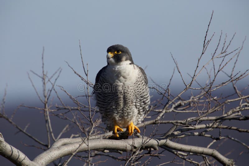 Peregrine Falcon stock photo. Image of hawk, hunter, falcon - 86095418