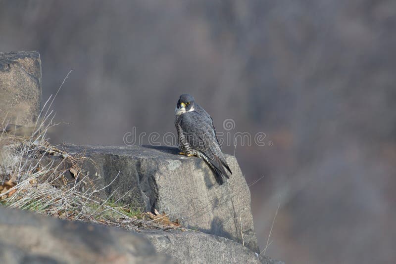 Peregrine Falcon stock photo. Image of peregrine, life - 94021856