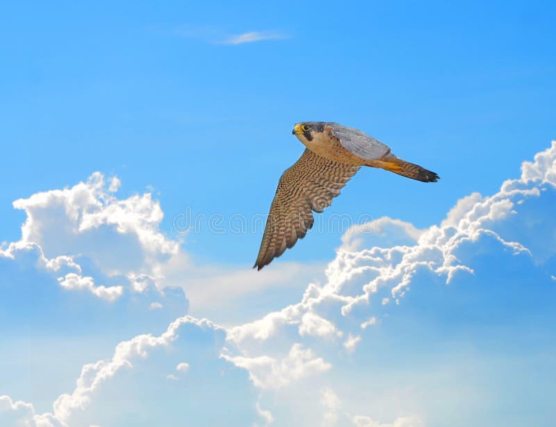 Peregrine Falcon with Open Wings , Bird of High Speed Stock Image ...