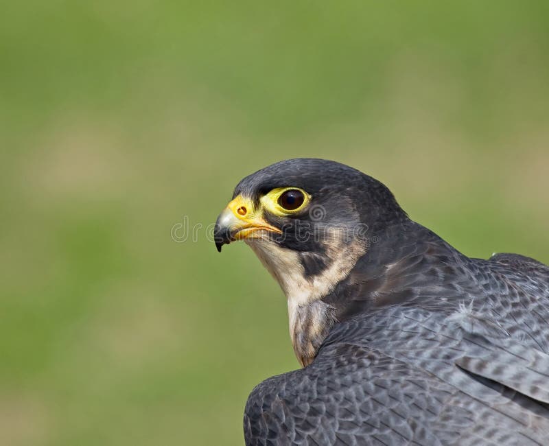 Peregrine Falcon Head Shot Royalty Free Stock Photos - Image: 14281998