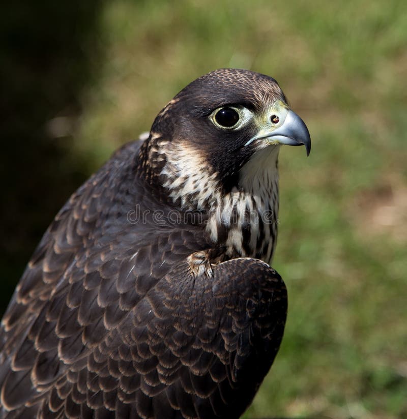 Top View Of Peregrine Falcon Falco Peregrinus In Flight Stock Image ...