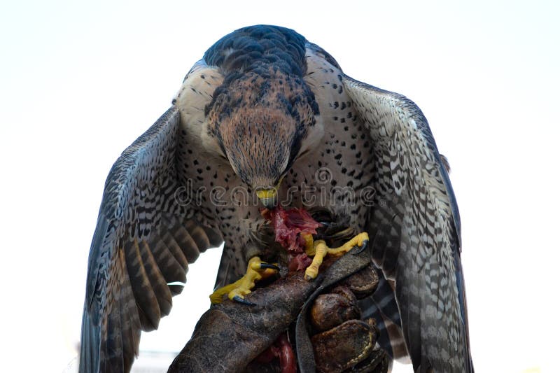 Peregrine Falcon Held by a Falconer Eating Meat Stock Image - Image of ...
