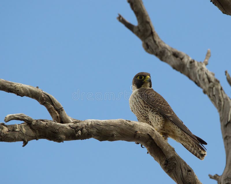 Peregrine Falcon stock photo. Image of peregrine, falcon - 92653148