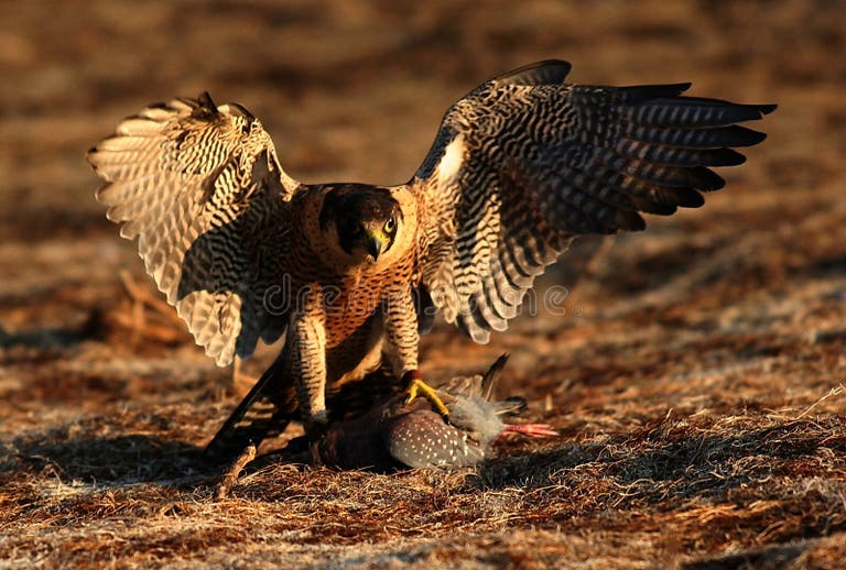 Peregrine falcon on kill stock photo. Image of south, falcon - 3452120