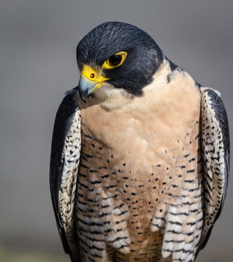 Peregrine Falcon stock image. Image of bird, proud, prey - 1778643