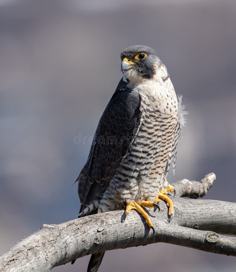 Peregrine Falcon in New Jersey Stock Image - Image of coast, acadia ...