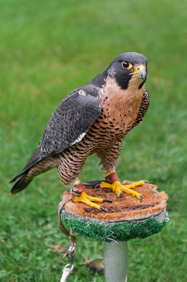 Peregrine Falcon on Perch stock photo. Image of avian - 26710054