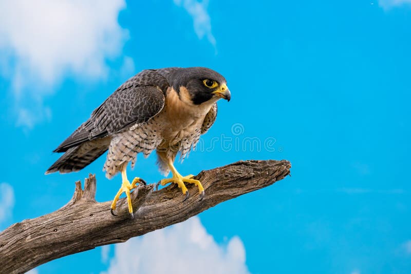 Peregrine Falcon Perched On Branch With Plain Gray Background Stock ...