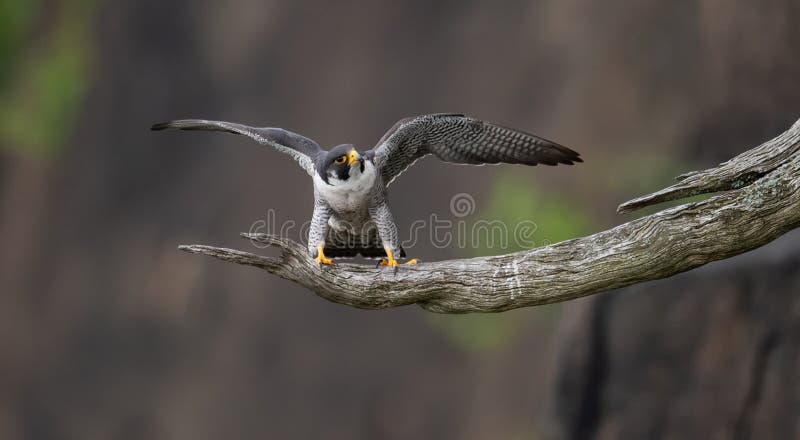 Peregrine Falcon Perch on Branch Stock Image - Image of nature, cliffs ...
