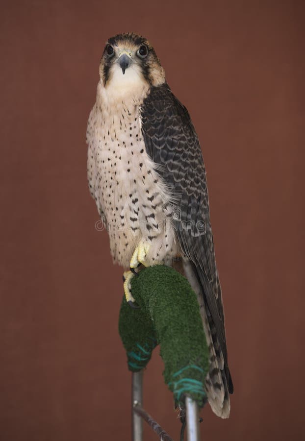 Peregrine falcon perched stock image. Image of nature - 27088749