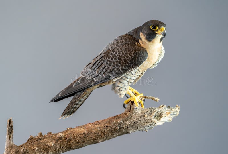 Peregrine Falcon Perched on Branch with Plain Gray Background Stock ...