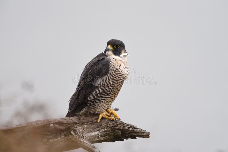 A Peregrine Falcon Perched on a Dead Limb Stock Photo - Image of dead ...