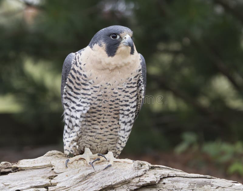 Peregrine Falcon Perched stock photo. Image of peregrine - 65932772