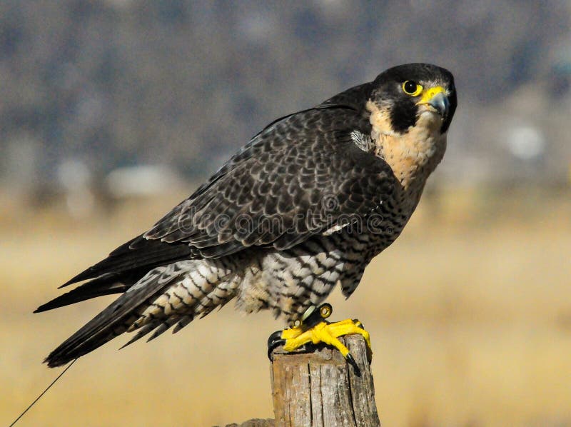 Peregrine Falcon stock photo. Image of nature, bird, post - 47133188
