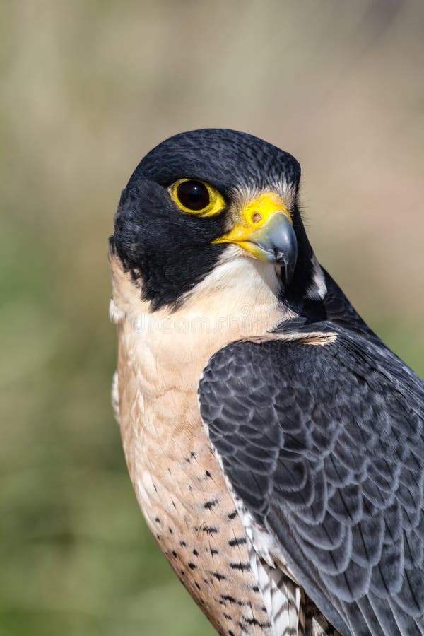 Peregrine Falcon stock photo. Image of bird, prey, hawk - 39875910