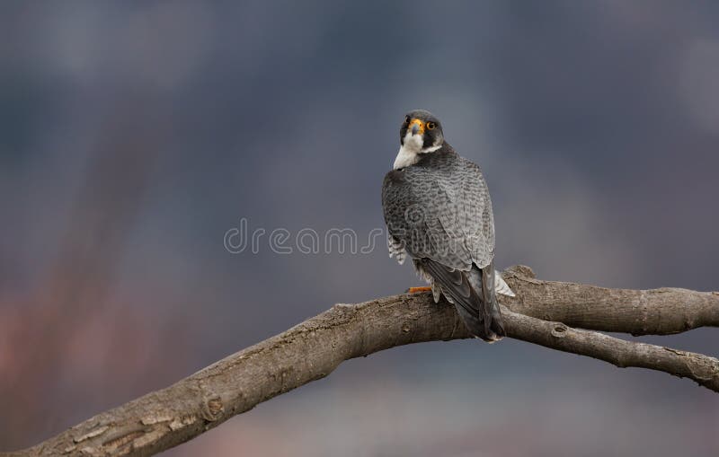 Peregrine Falcon Perched on Tree Stock Image - Image of side, cliff ...