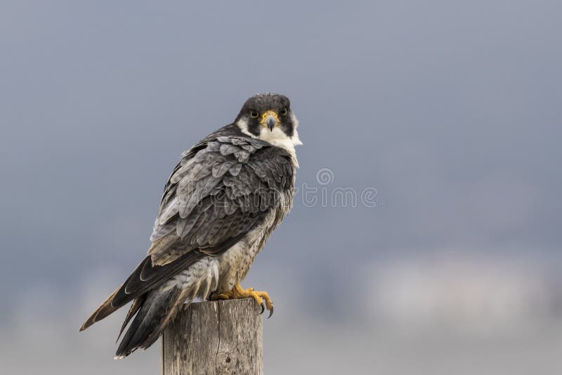 Peregrine Falcon Perched on a Tree Trunk Stock Image - Image of beak ...