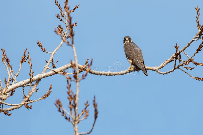 A Peregrine falcon stock image. Image of bird, nature - 86549369