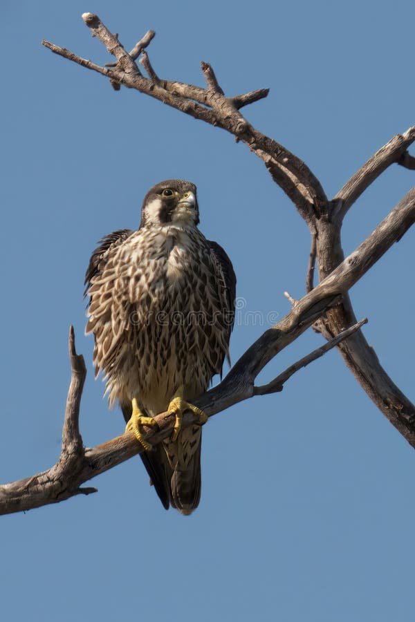 Peregrine Falcon Perching on Tree Branch Stock Photo - Image of animal ...