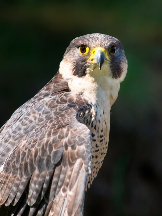 Peregrine Falcon stock photo. Image of eyes, animal, beak - 194610