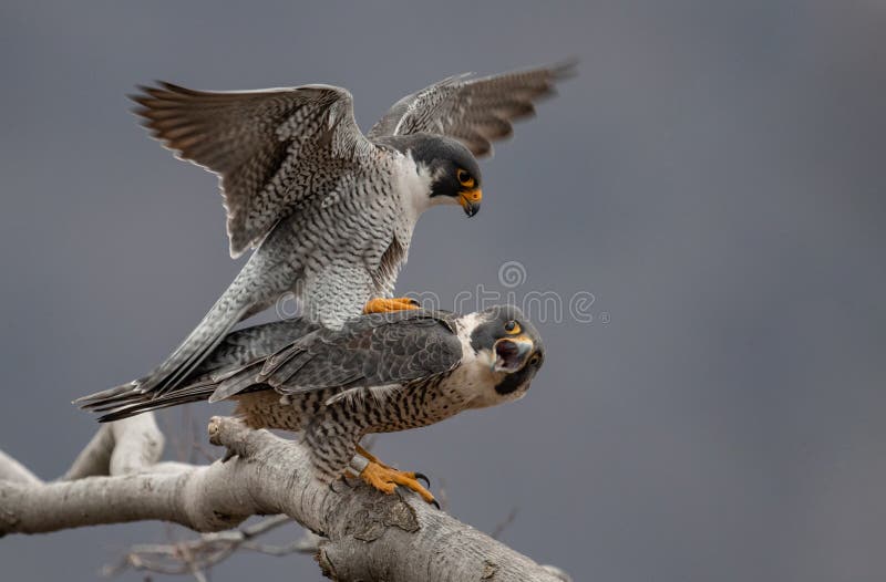 674 Angry Falcon Stock Photos - Free & Royalty-Free Stock Photos from ...