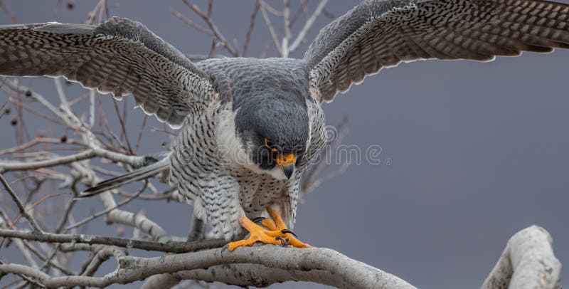 676 Angry Falcon Stock Photos - Free & Royalty-Free Stock Photos from ...