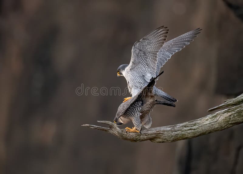 A Peregrine Falcon Portrait Stock Image - Image of bird, portrait ...