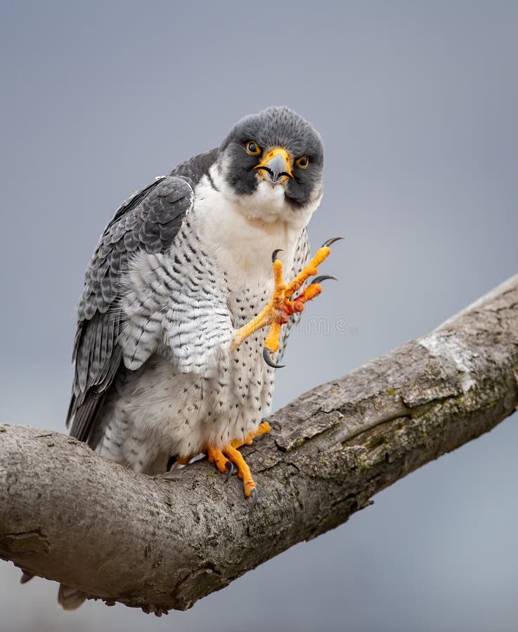 A Peregrine Falcon Portrait Stock Image - Image of adventure, clip ...