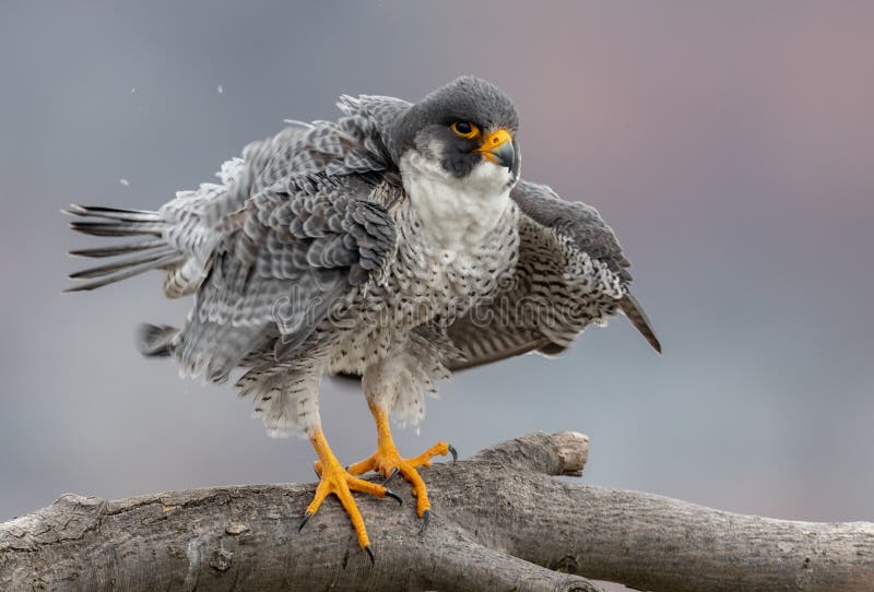 Peregrine Falcon Portrait stock photo. Image of river - 143002560