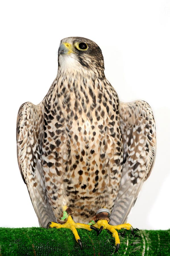 278 Falcon Poses Stock Photos - Free & Royalty-Free Stock Photos from ...