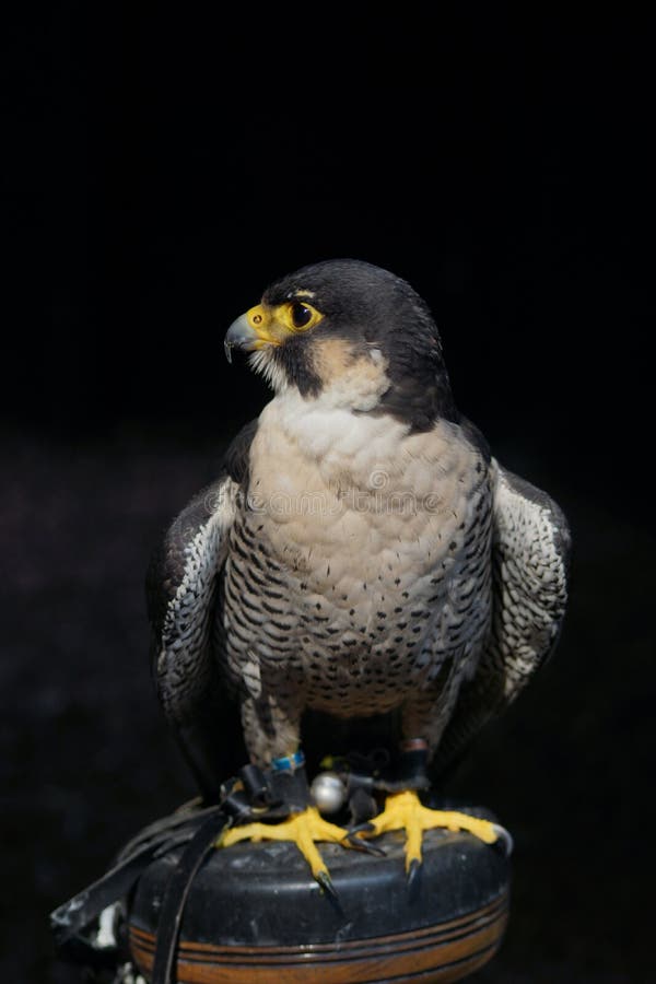 Peregrine Falcon Stare stock image. Image of peregrinus - 31509379