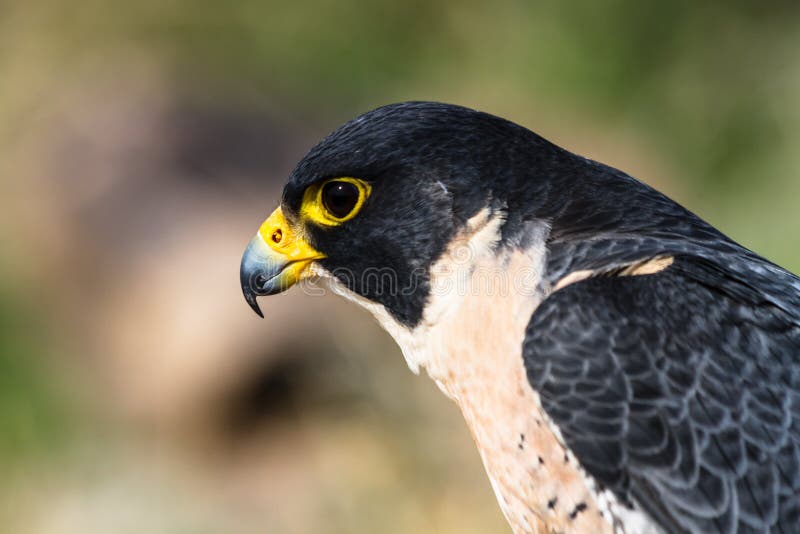 Peregrine Falcon stock image. Image of animals, outside - 37689703