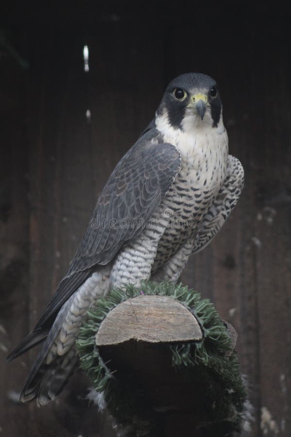 Peregrine Falcon stock photo. Image of green, eyes, peregrine - 89199568
